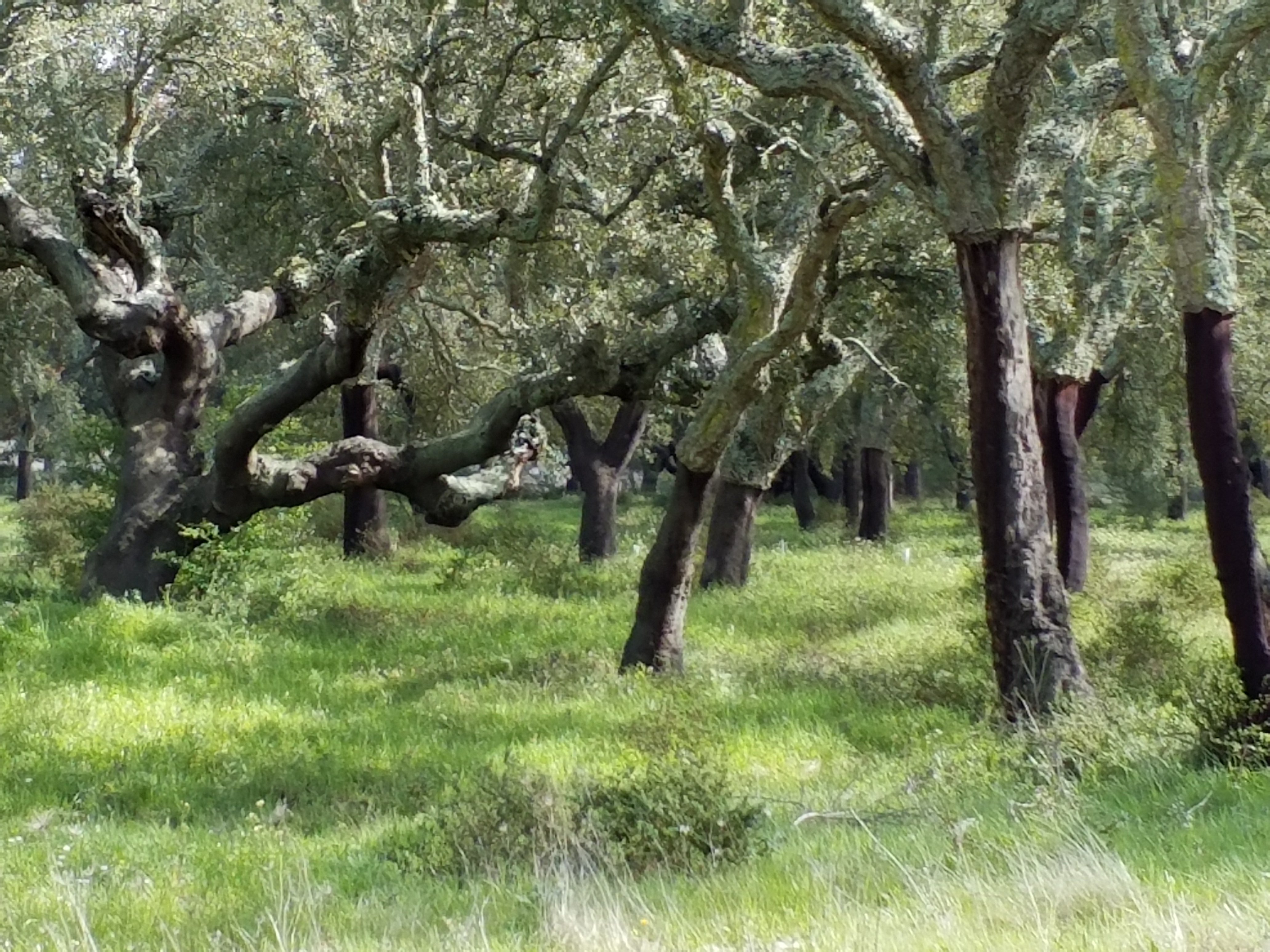 Cork Trees | | Charles | Saumarez | Smith