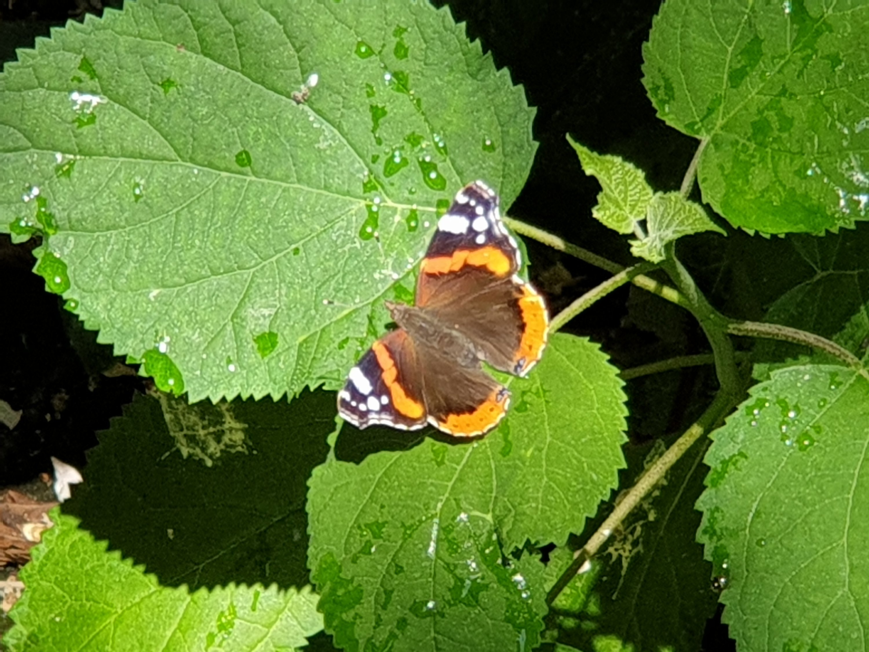 Red Admiral | | Charles | Saumarez | Smith