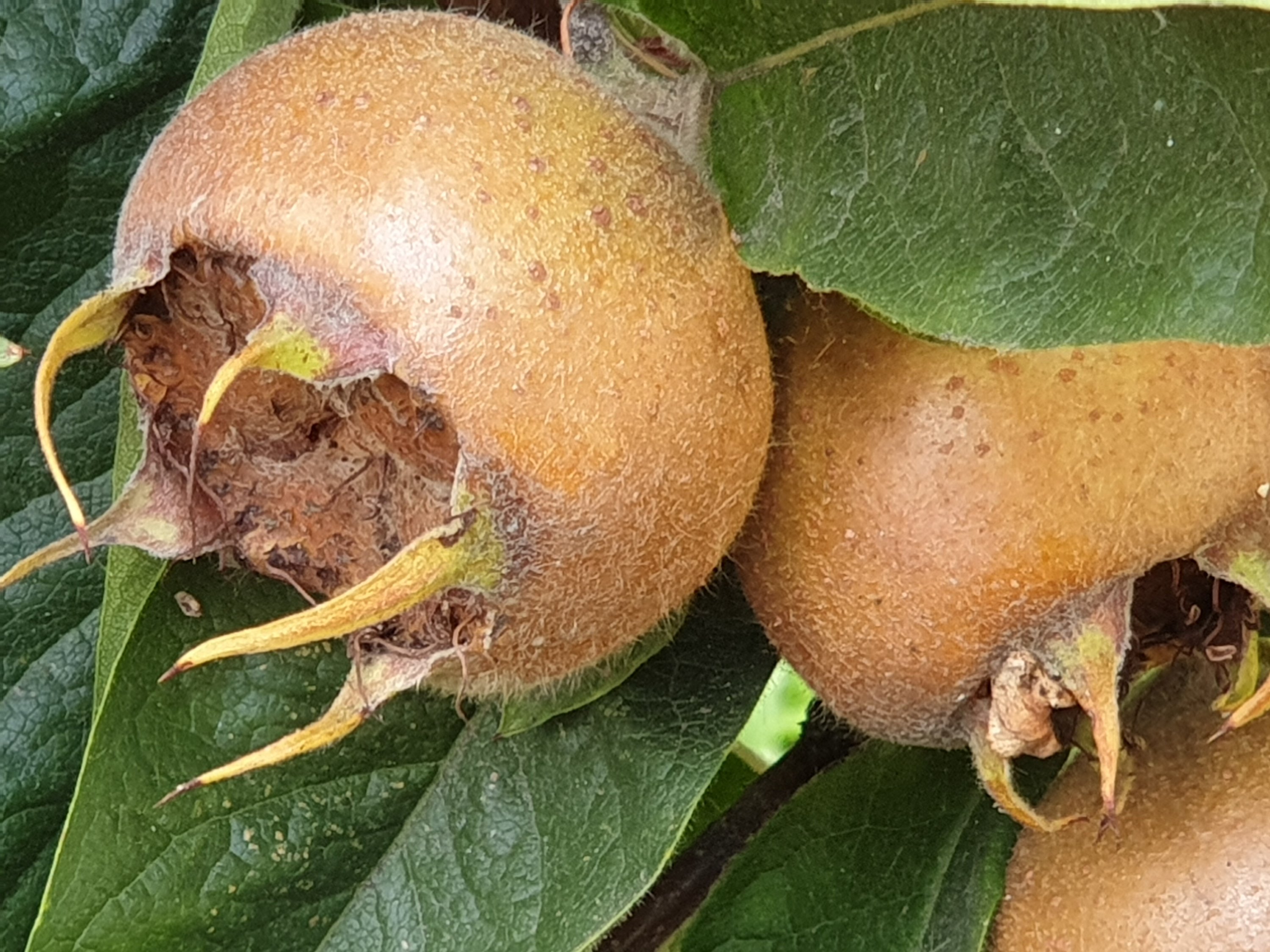 Medlars | | Charles | Saumarez | Smith