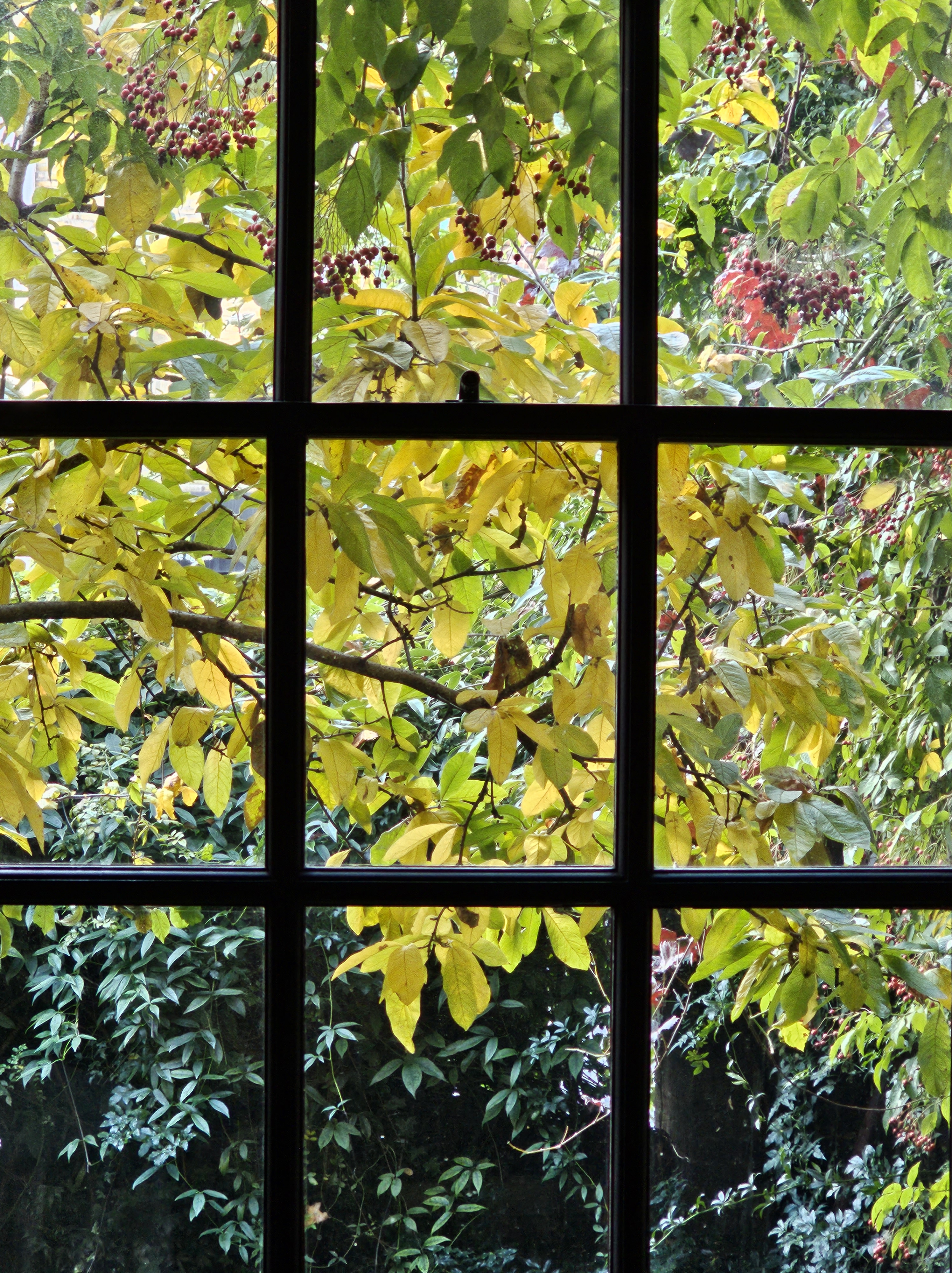The Medlar Tree | | Charles | Saumarez | Smith