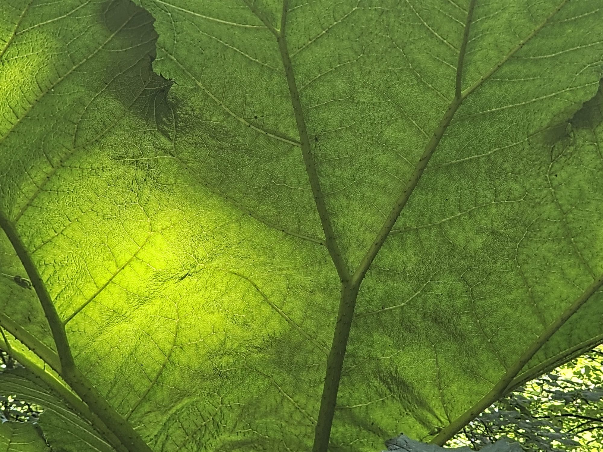 The Gunnera at Plas Cadnant | | Charles | Saumarez | Smith