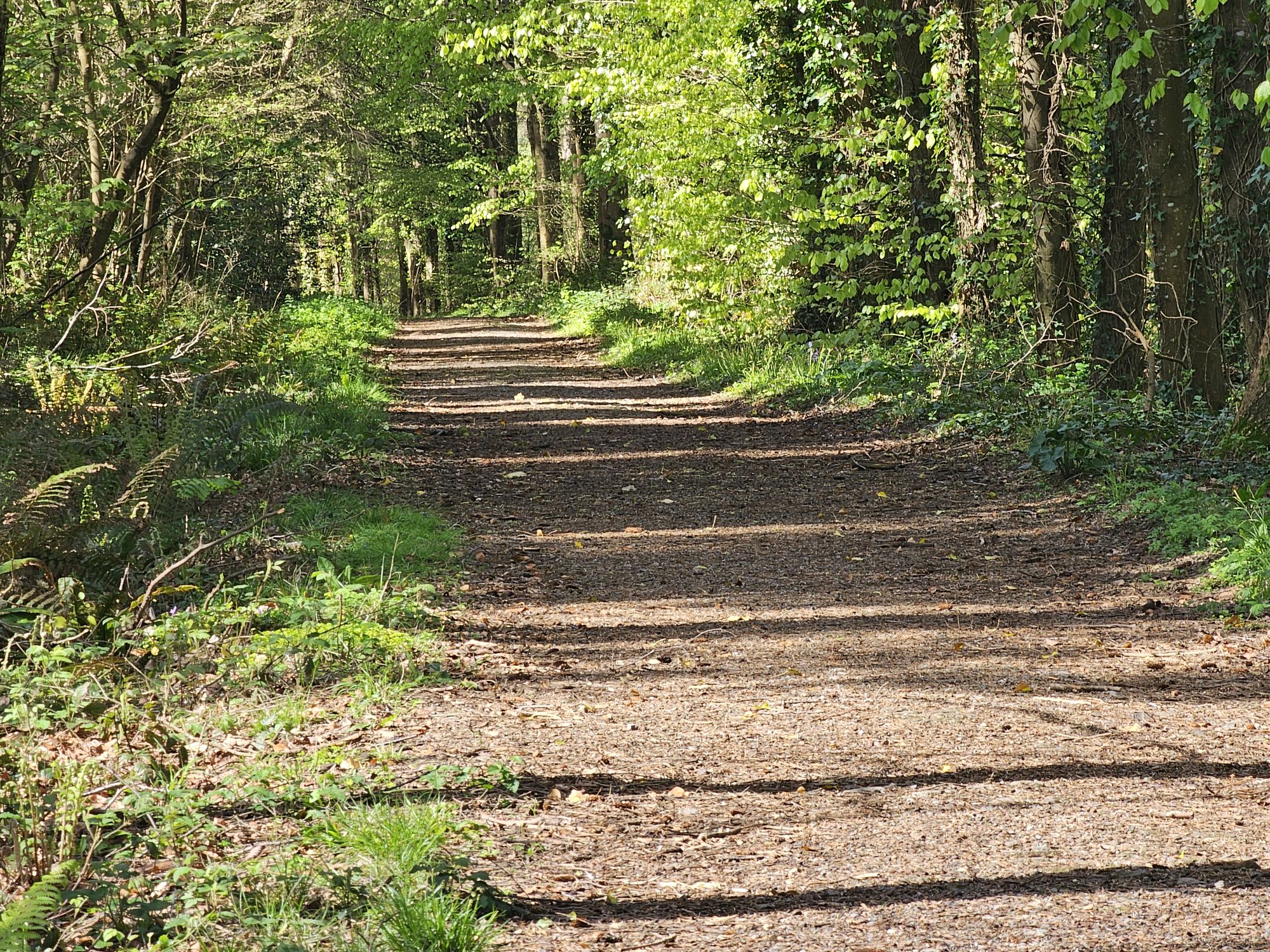 The woods at Vaynol | | Charles | Saumarez | Smith